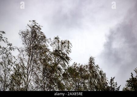 Wind swept tree in a field Stock Photo - Alamy