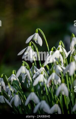 Bunch of snowdrops flowers in the garden, heralds of spring Stock Photo ...