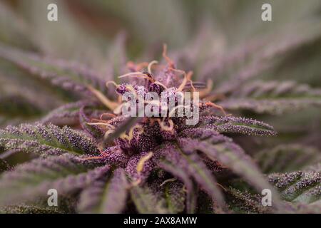 Purple cannabis plant close up Stock Photo - Alamy