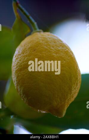 Organic Lemonade fruit (citrus limon x reticulata) with a discoloured ...
