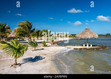 Palapas, palm trees on beach, Chetumal Bay, at Cerros Sands Resort ...