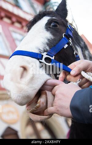 Leonberg, Germany. 11th Feb, 2020. A horse dealer shows the teeth of a ...