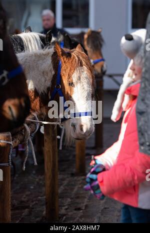 Leonberg, Germany. 11th Feb, 2020. A horse dealer shows the teeth of a ...