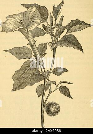 The Magazine of horticulture, botany, and all useful discoveries and ...