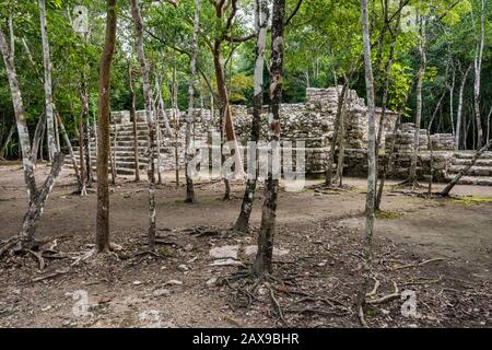 Jungle rainforest Yucatan Mexico Central America plants Stock Photo - Alamy