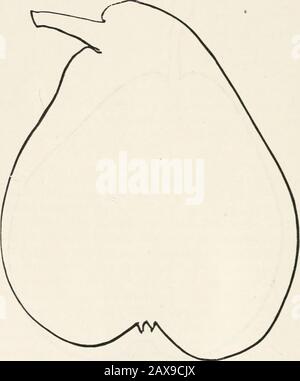 French comice pears Stock Photo - Alamy