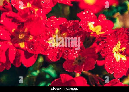 Primrose Primula with red flowers. Inspirational natural floral spring ...