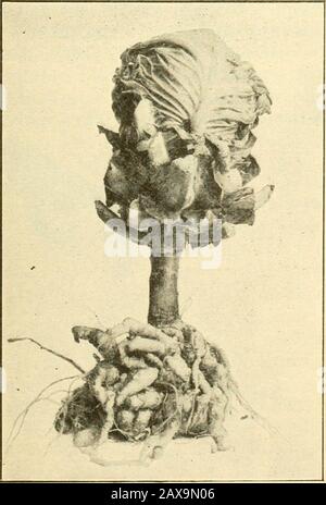 Cabbage plants with club root disease, a fungal infection which ...