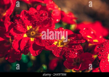 Primrose Primula with red flowers. Inspirational natural floral spring ...