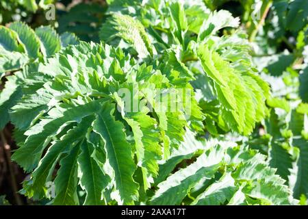 Close up of a giant honey flower (melianthus major) in bloom Stock ...