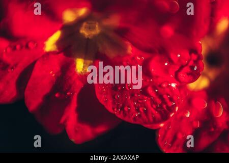 Primrose Primula with red flowers. Inspirational natural floral spring ...