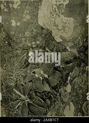 New Zealand plants and their story . Fig. 45.—Portion of the rift made ...