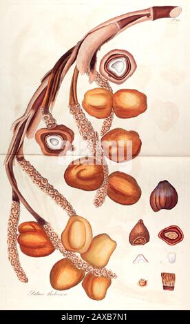 Palm Tree. Botanical illustration from the 18th century by Ehret ...