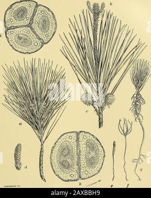 Cones and leaves of Pinus echinata, Shortleaf Pine, growing in West ...