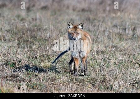 sick Red Fox (Vulpes vulpes), Bialowieza, Poland Stock Photo - Alamy