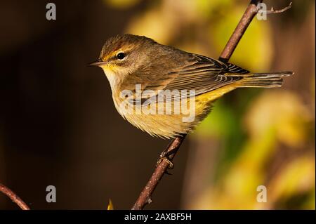 Palm warbler in autumn migration Stock Photo - Alamy