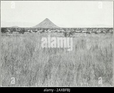 Banner-tailed Kangaroo Rat Dipodomys spectabilis Willow Springs Road ...