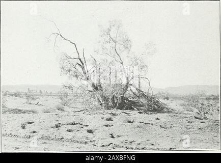 Prosopis sp Prosopis sp Stock Photo - Alamy