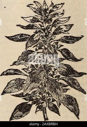 Josephs Coat Variety Stock Photo - Alamy