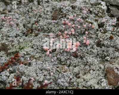 pink earth lichen Stock Photo - Alamy