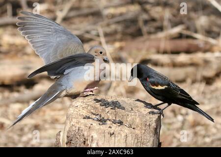 Mourning doves flapping on stump perch Stock Photo - Alamy