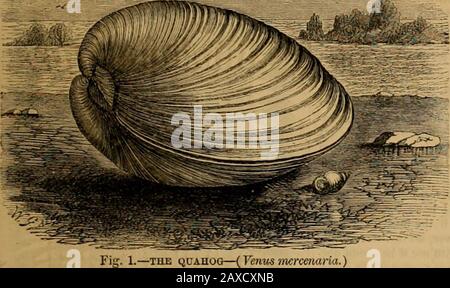 Quahog Round Clams Stock Photo - Alamy