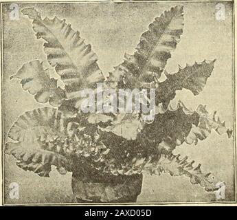 common hart's tongue in the garden Stock Photo - Alamy