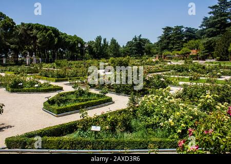 Rosaleda del Parque del Oeste in Madrid: A Beautiful Rose Garden with a ...