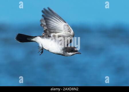 Eastern Kingbird in flight Stock Photo - Alamy