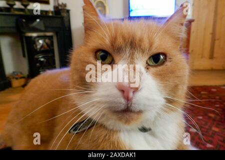 Portrait of Ginger Maine Coon Cat with Red Heart as a gift, Isolated ...
