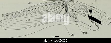 The 'Annals of the South African Museum,' first published in 1923, is a ...
