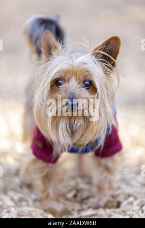 Yorkshire Terrier (AKA Yorkie Stock Photo - Alamy