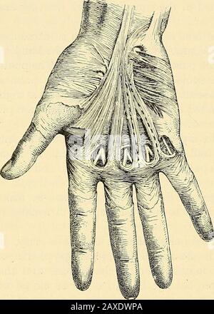 . Manual of operative surgery. -^ inches below theHarrison Crippsline ...