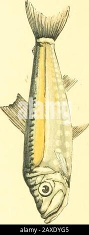 Row of smelt fish Stock Photo - Alamy