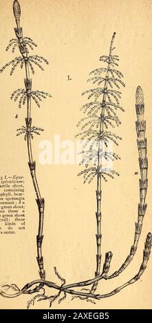 Anemia sp Anemia sp Stock Photo - Alamy