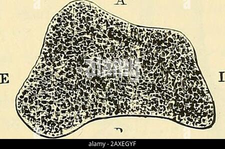 Right femur (thigh-bone), front view: two figures. Pencil drawing, ca ...