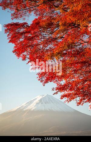Fujiyama and maple tree Stock Photo - Alamy