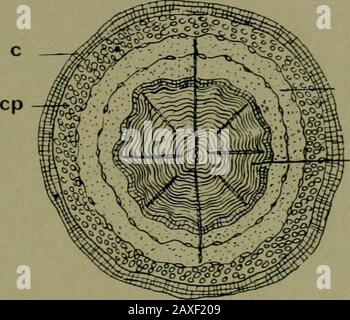 Carrot root cells Stock Photo - Alamy
