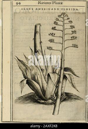 Exactissima descriptio rariorum quarundam plantarum, que continentur ...