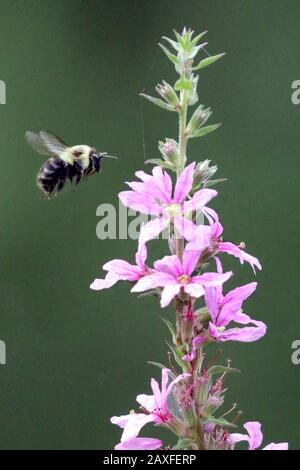 wild bee on a purple swamp flower Stock Photo - Alamy