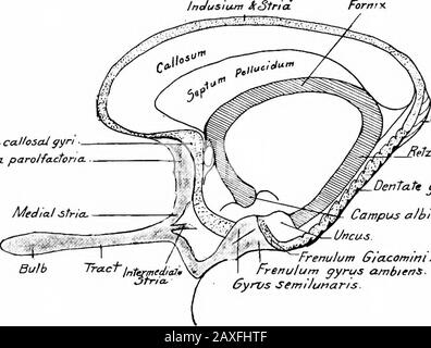 Dentate Gyrus Brain
