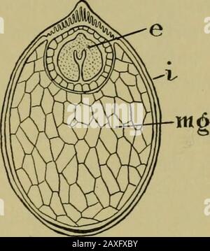 Nature and development of plants . mi, micropyle; s, stigma; f ...