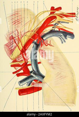 . A manual of operative surgery . be left in their out-line. The ...