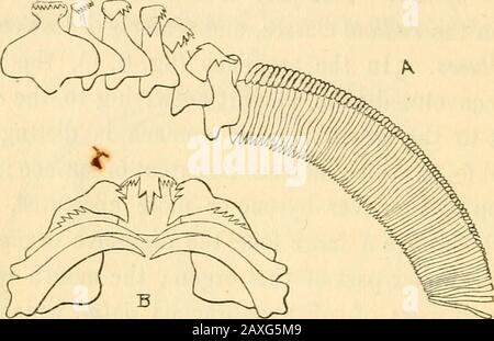 Fossil cuttle fish shells Stock Photo - Alamy