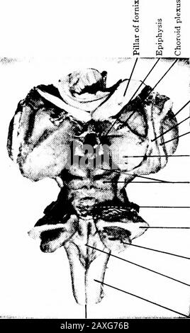 A manual of anatomy . e cord. 2. The direct pyramidal tract {fasciculus ...