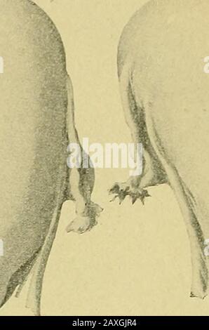 The practice of obstetrics, designed for the use of students and ...