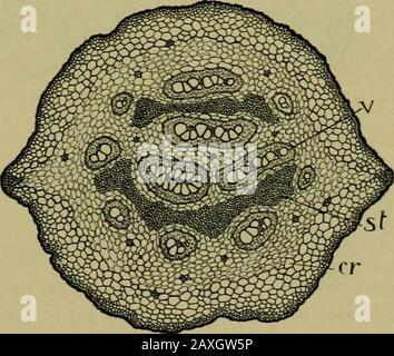 Fern stems in cross section 100x Stock Photo - Alamy