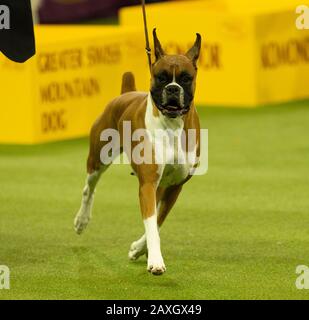 Boxer "Wilma", Best in Show finalist at the 144th Westminster Kennel ...