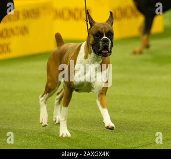 Boxer "Wilma", Best in Show finalist at the 144th Westminster Kennel ...