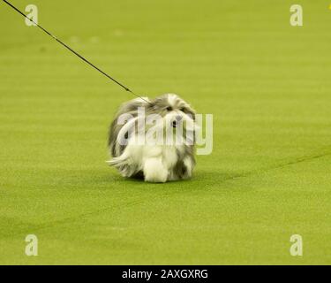 Havanese "Bono", Best in Show finalist at the 144th Westminster Kennel ...